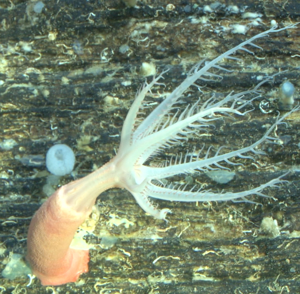 Deep-sea biodiversity. A taster. – Ecology Field Notes