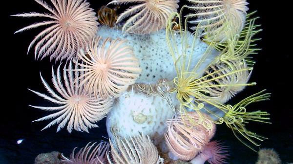 Deep-sea biodiversity. A taster. – Ecology Field Notes