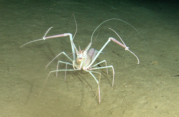 Deep-sea biodiversity. A taster. – Ecology Field Notes