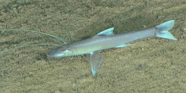 Deep-sea biodiversity. A taster. – Ecology Field Notes