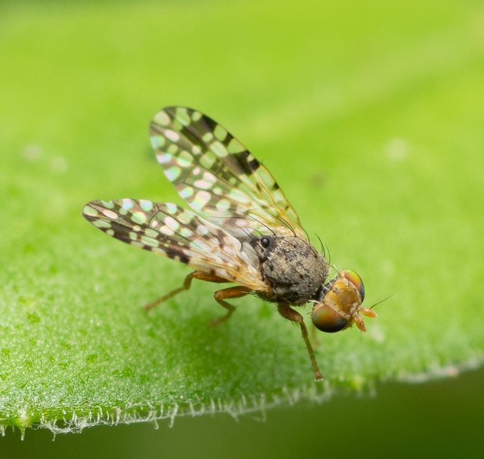 Observation, identification & recording of invertebrates – Ecology ...