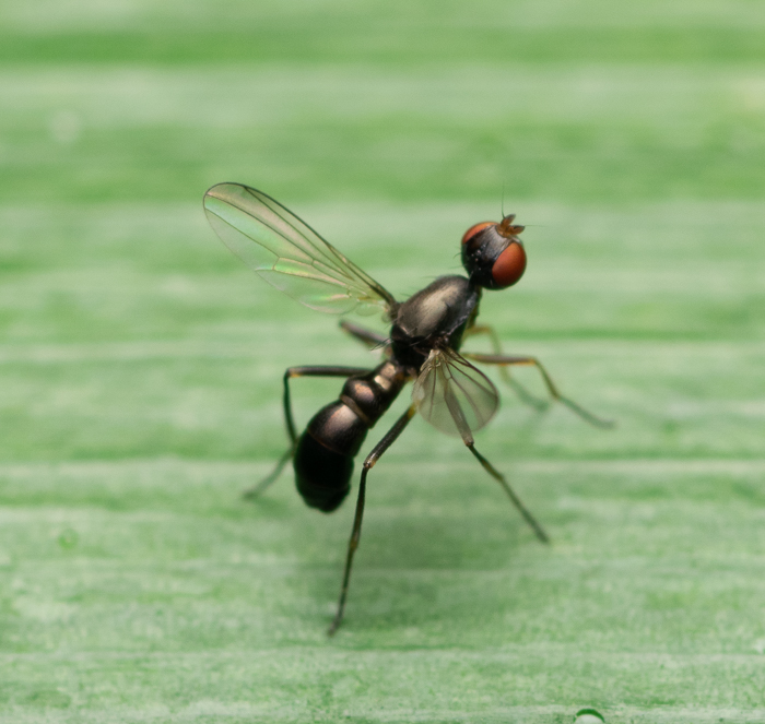 Observation, identification & recording of invertebrates – Ecology ...