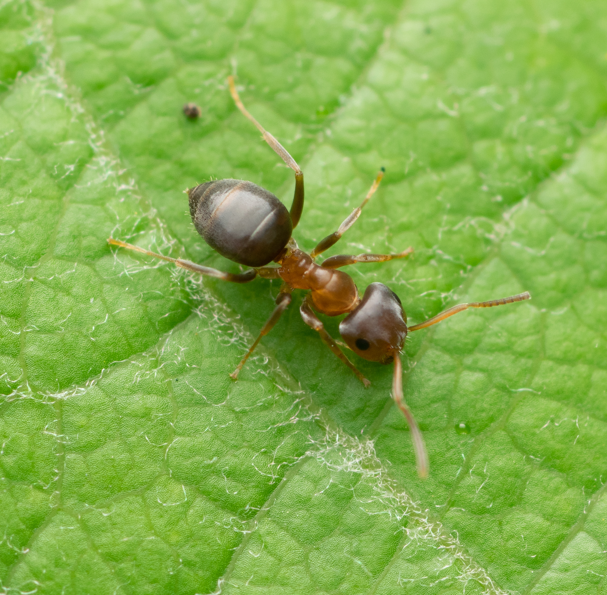 Observation, identification & recording of invertebrates – Ecology ...