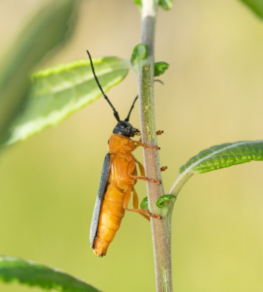 Observation, identification & recording of invertebrates – Ecology ...
