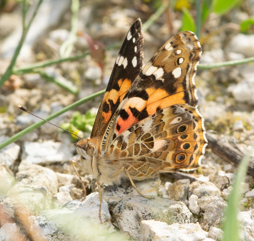 Observation, identification & recording of invertebrates – Ecology ...