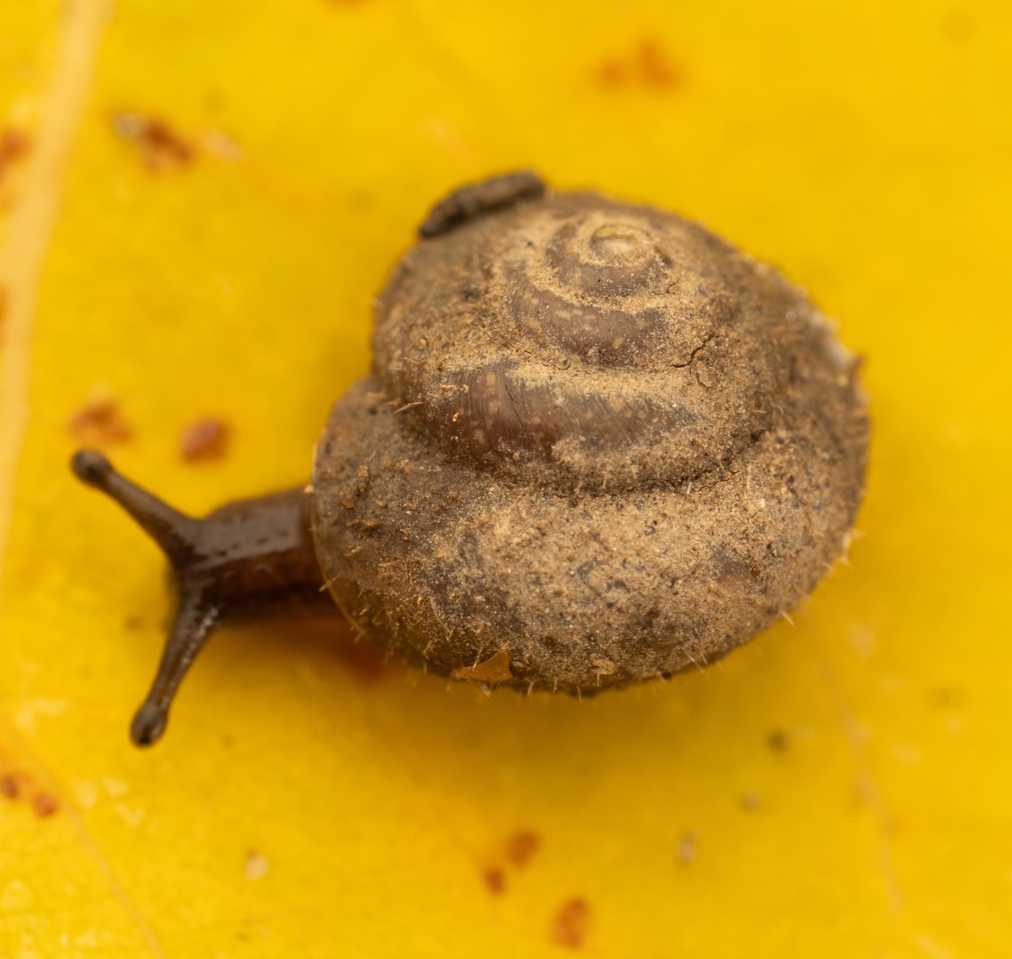 The Hunt for the German Hairy Snail – Ecology Field Notes
