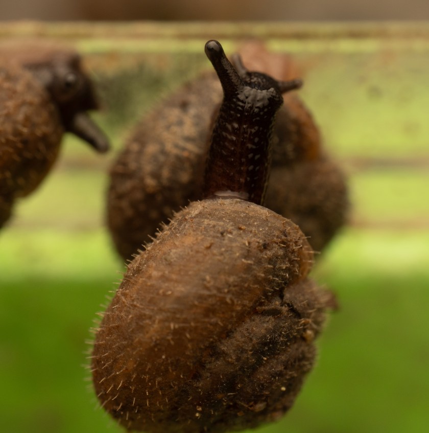 The Hunt for the German Hairy Snail – Ecology Field Notes